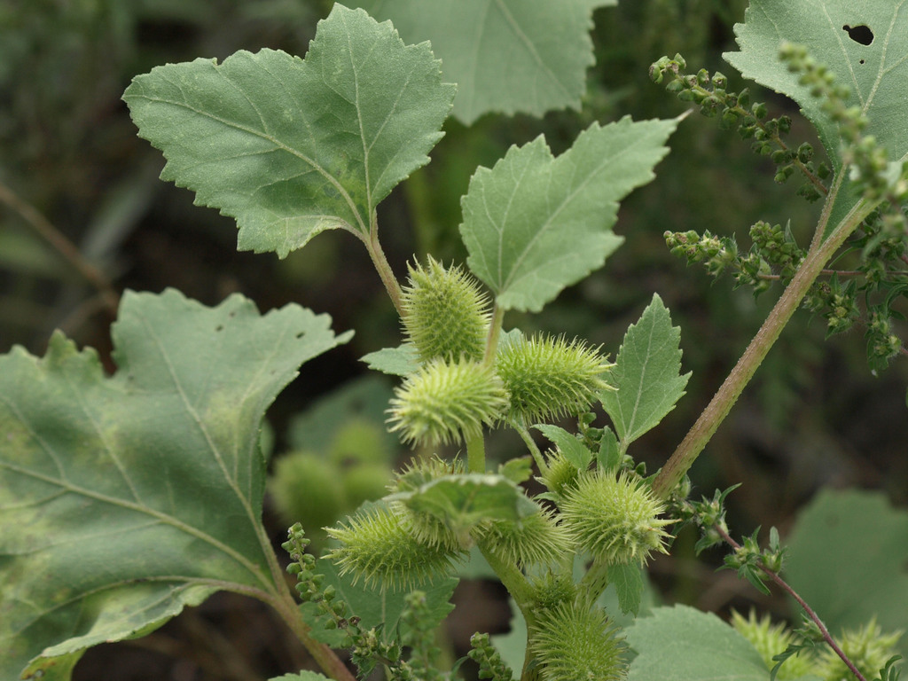 rough cocklebur (Plants of Lake Arrowhead State Park, TX) · iNaturalist
