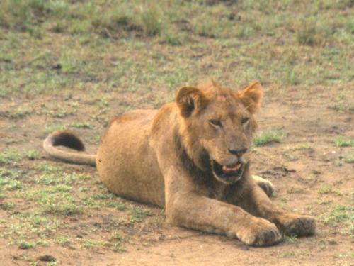 Congo Lion (Subspecies Panthera leo azandica) · iNaturalist