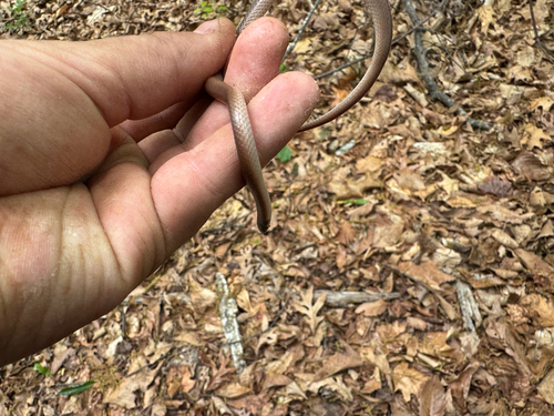 Colubrine Snakes (Colubrinae) - Snakes and Lizards