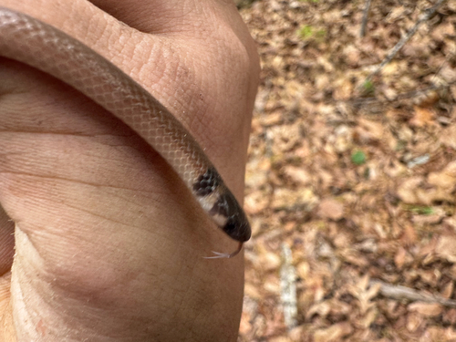 Colubrine Snakes (Colubrinae) - Snakes and Lizards