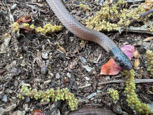 Colubrine Snakes (Colubrinae) - Snakes and Lizards
