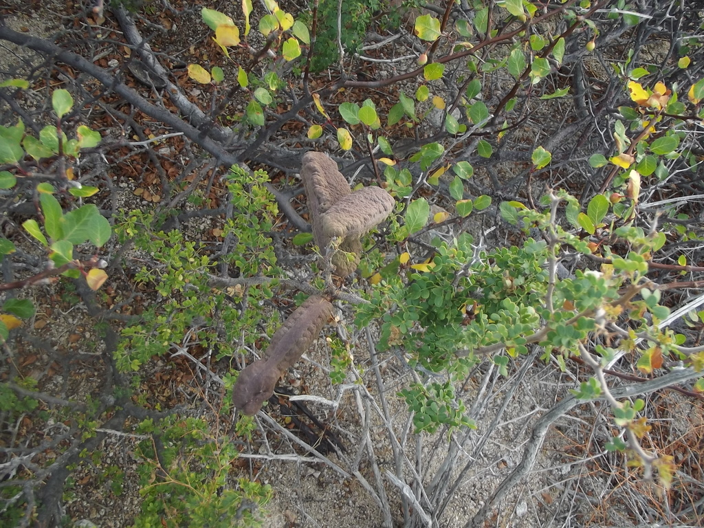 Dog Poop Bush from La Paz, B.C.S., México on February 27, 2017 at 07:27 ...