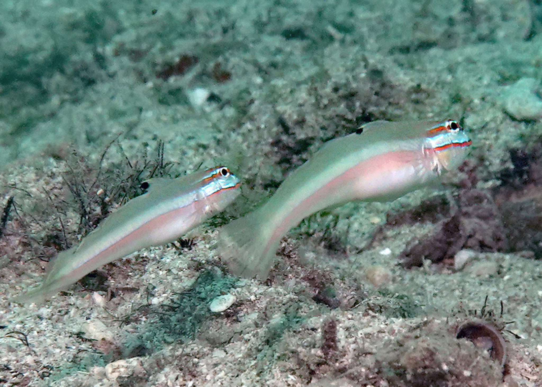 Valenciennea alleni Hoese & Larson, 1994