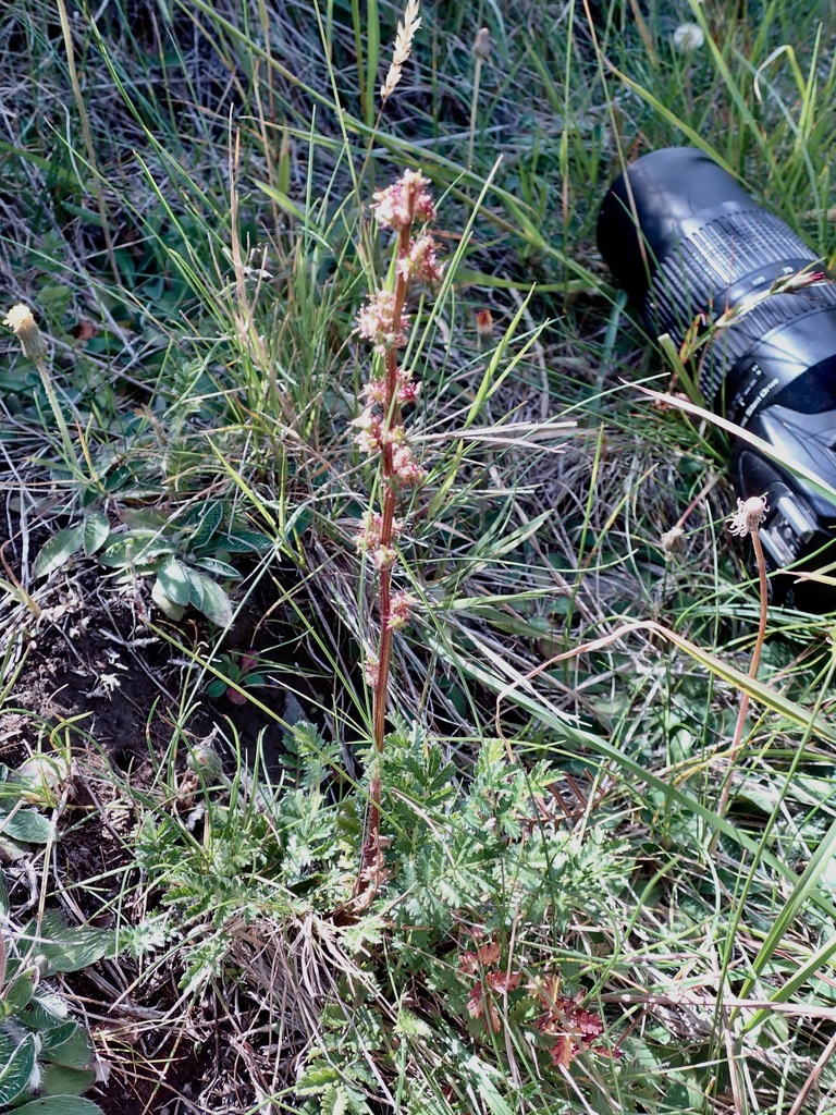 Australian sheep's bur from Mount Hutt, New Zealand on December 10 ...