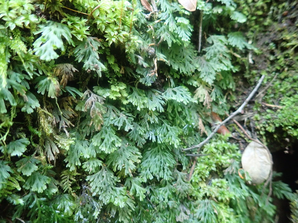 Filmy Ferns and Bristle Ferns from Ehlanzeni, South Africa on January ...
