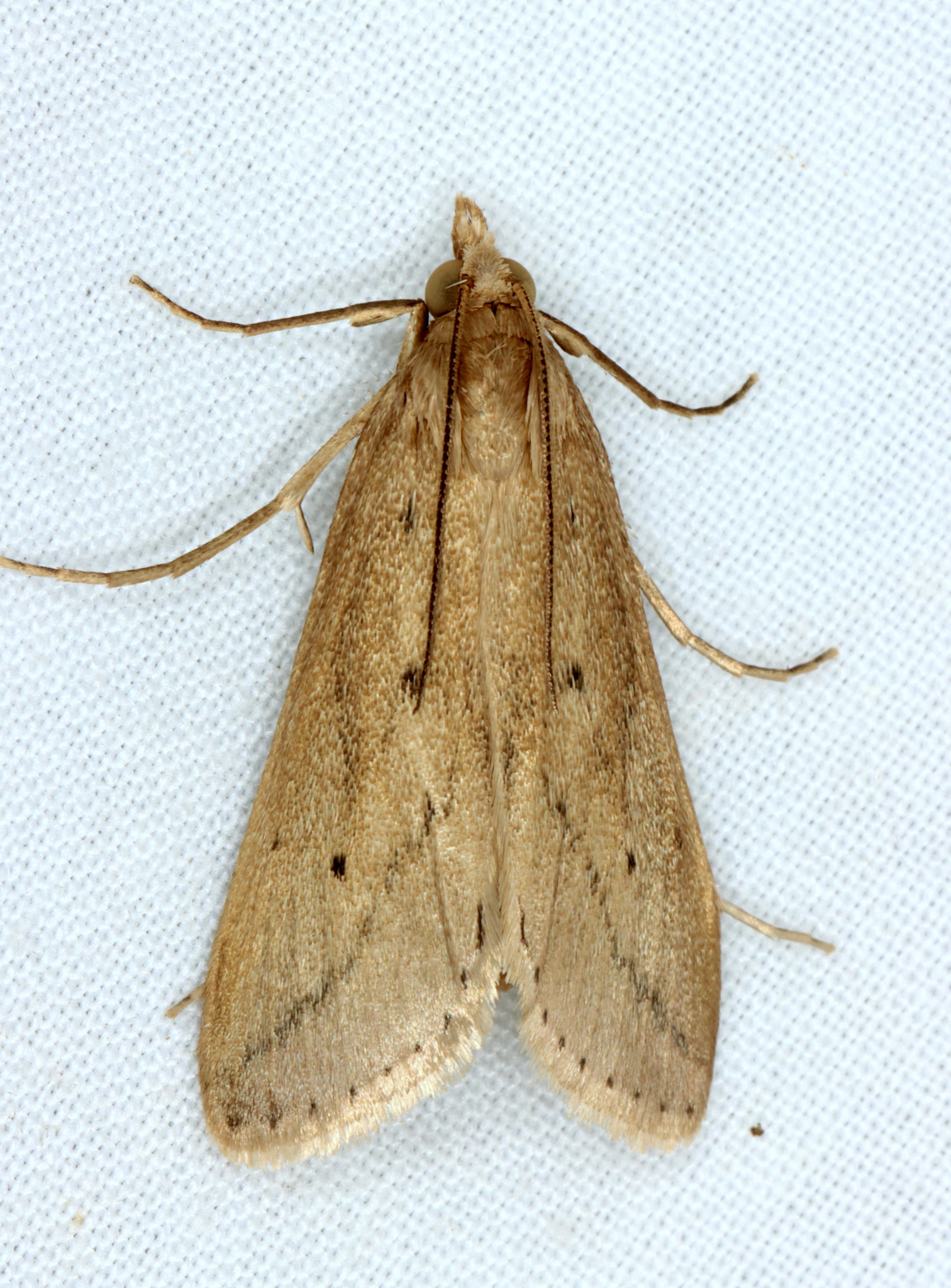 Sugarcane Stem Borer