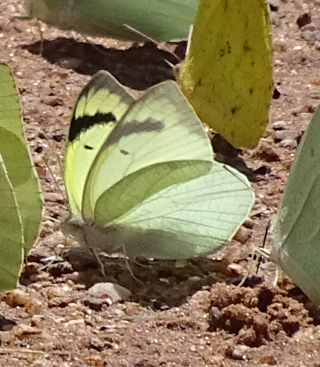Teracolus subfasciatus Swainson, 1833