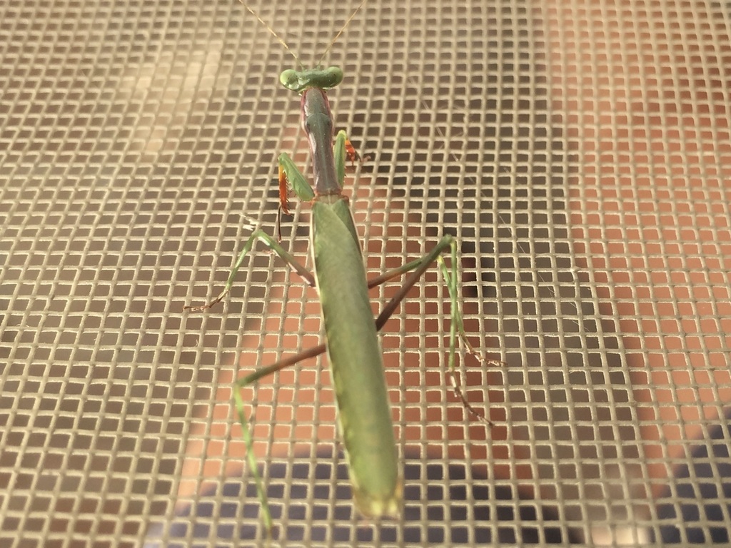 Mantis mediterránea (Guía de Biodiversidad de la Finca el Paraíso ...