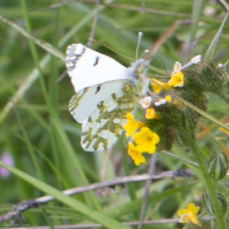 Large Marble (Yosemite National Park Butterfly Guide 🦋) · iNaturalist