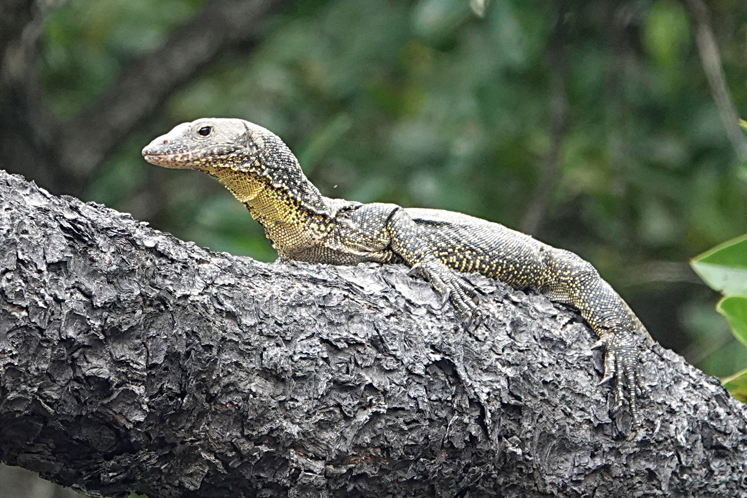 Varanus indicus (Daudin, 1802)