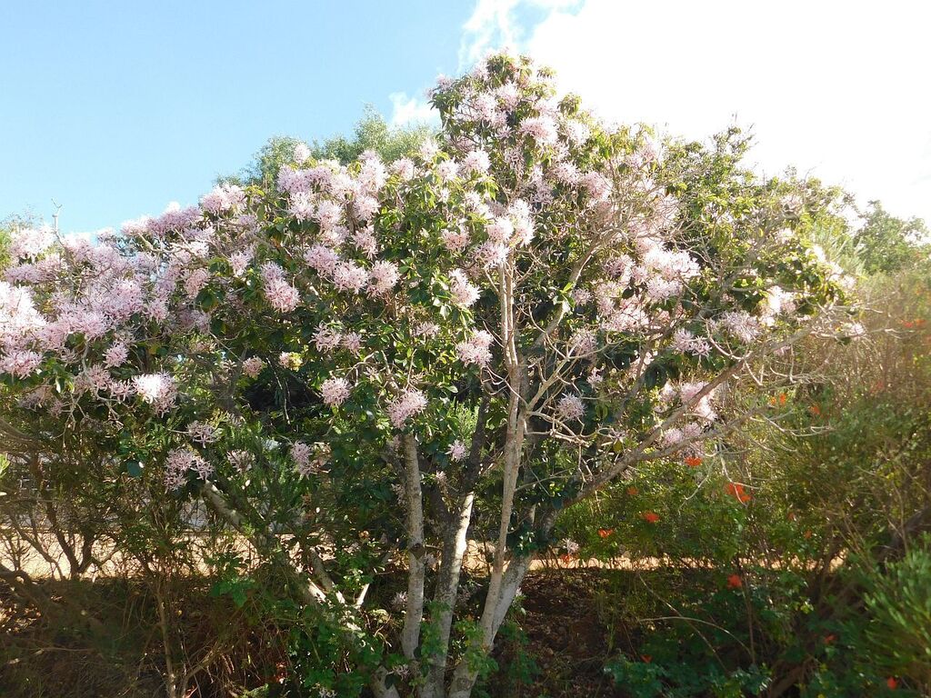 Cape Chestnut from Park Street Greyton, 7233, South Africa on April 21 ...
