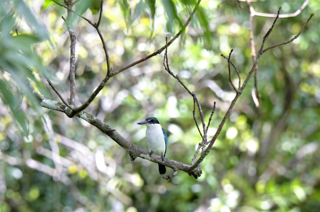 Collared Kingfisher from Pagbilao, Quezon, Philippines on May 15, 2018 ...
