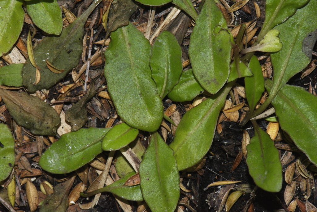 Mazus novaezeelandiae novaezeelandiae in March 2020 by Pat Enright ...