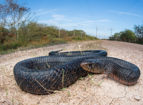 Colubrine Snakes (Colubrinae) - Snakes and Lizards