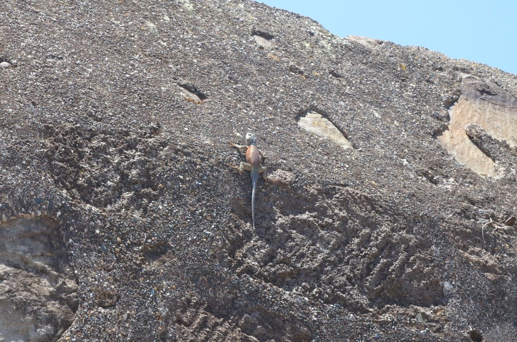 Minor Lizard from santa maria regla, hidalgo on June 9, 2012 by Valeria ...