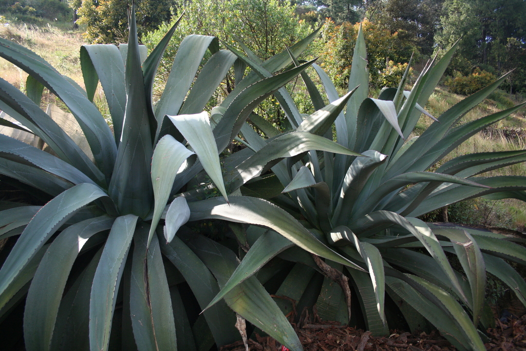 (Agave hookeri) - Botanical Realm