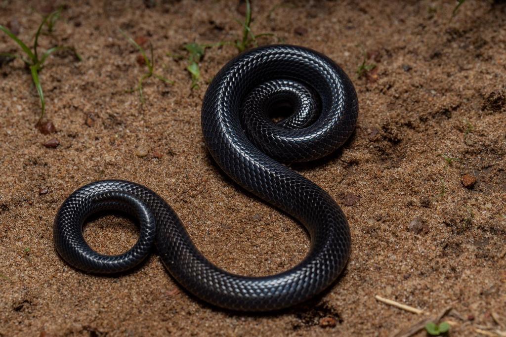 Dull Purple-glossed Snake (HX - Fauna of the Bissagos) · iNaturalist