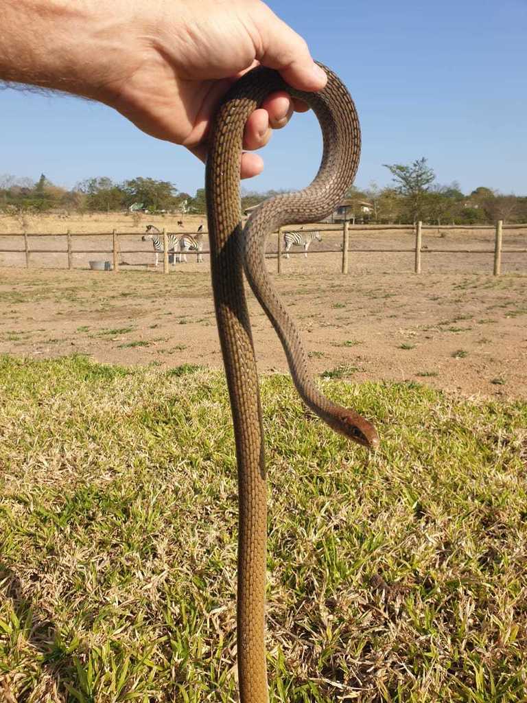 Olive Whip Snake from Ehlanzeni, ZA-MP, ZA on March 21, 2020 at 01:38 ...