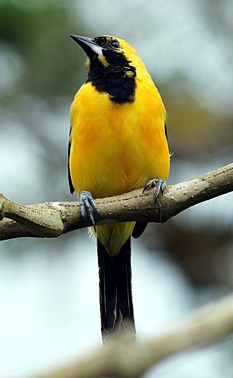 Yellow-backed Oriole from Humedal El Lago on February 19, 2011 by ...