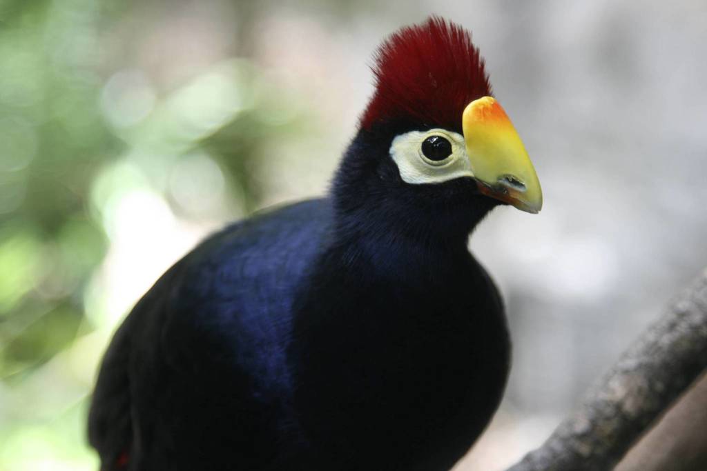 Ross's Turaco (Wings of the World) · iNaturalist