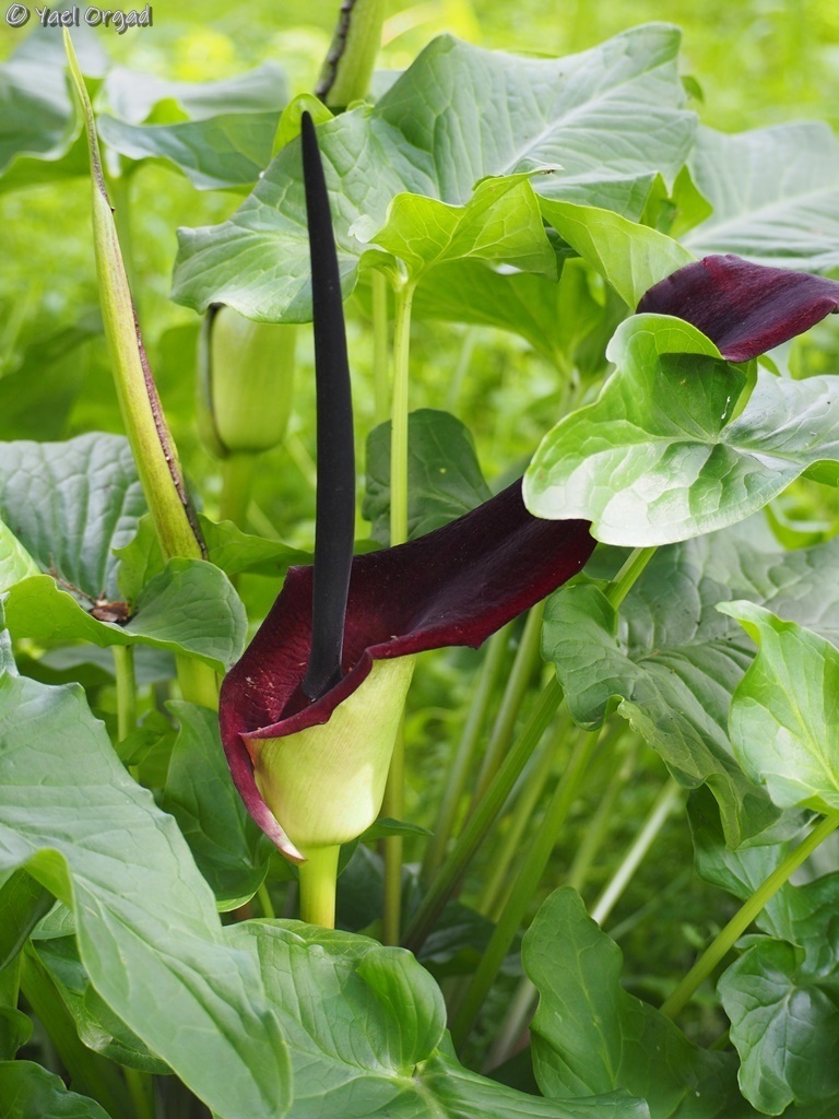 Palestine arum (Marks Ranch Field Guide) · BioDiversity4All