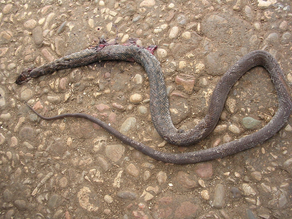 Sunda Rat Snake from Maupitine, on main road, Lautem, Timor-Leste on ...