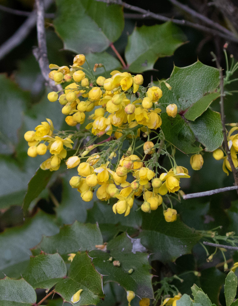 Berberis pinnata pinnata from Perkins Canyon, Mount Diablo SP, Contra ...