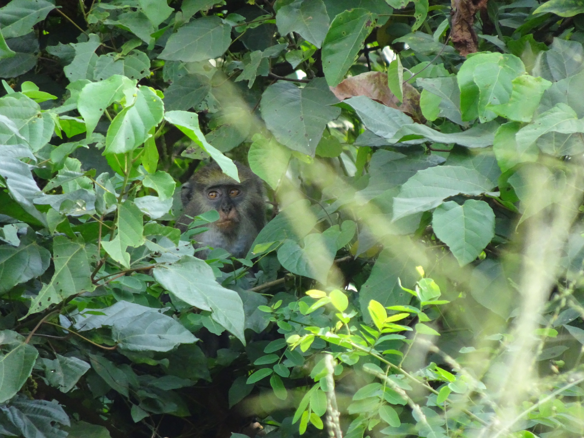 Cercopithecus lowei Thomas, 1923