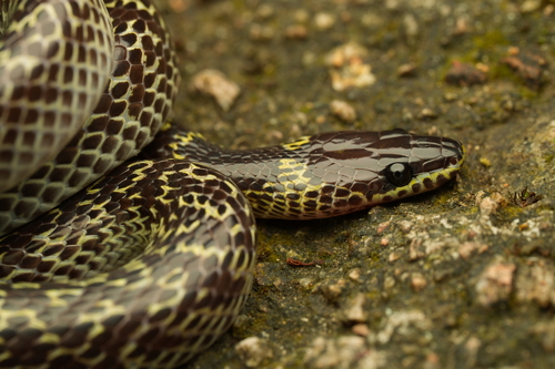Common Wolf Snake (Lycodon capucinus) - Snakes and Lizards