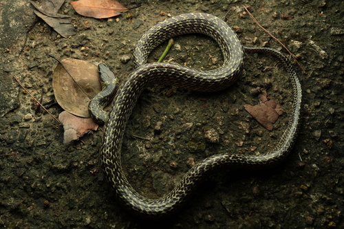 Colubrine Snakes (Colubrinae) - Snakes and Lizards