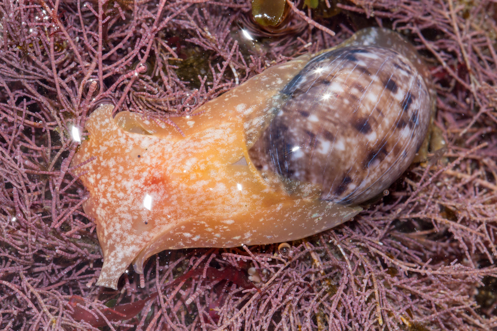 Cloudy Bubble Snail (China Cove Organisms) · iNaturalist