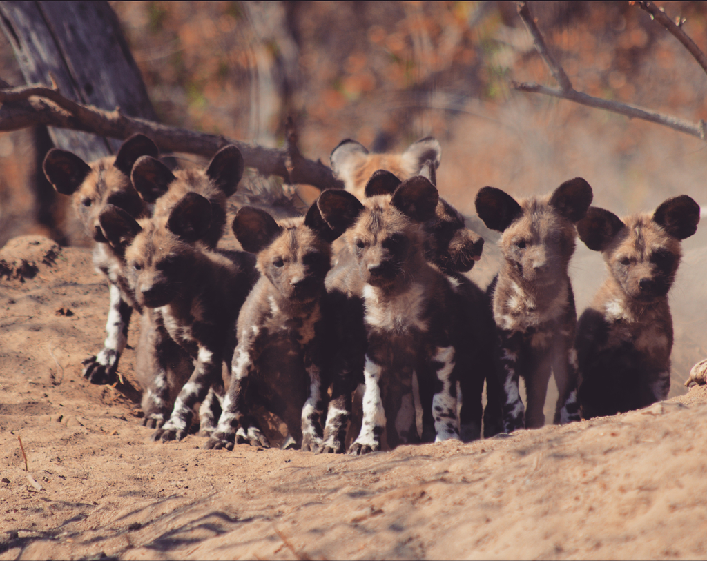 Cape Wild Dog (Lycaon pictus pictus) - Know Your Mammals