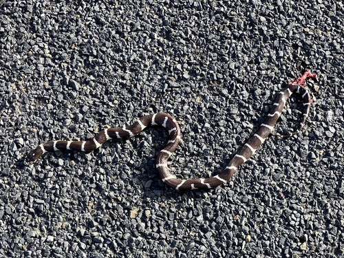 Colubrine Snakes (Colubrinae) - Snakes and Lizards