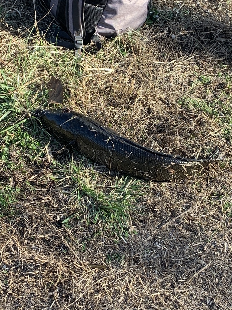 Northern Snakehead from John Heinz National Wildlife Refuge at Tinicum ...