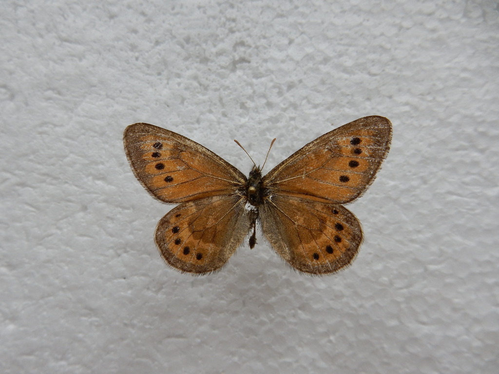 Oeneis tarpeia from Гайский р-н, Оренбургская обл., Россия on May 25 ...