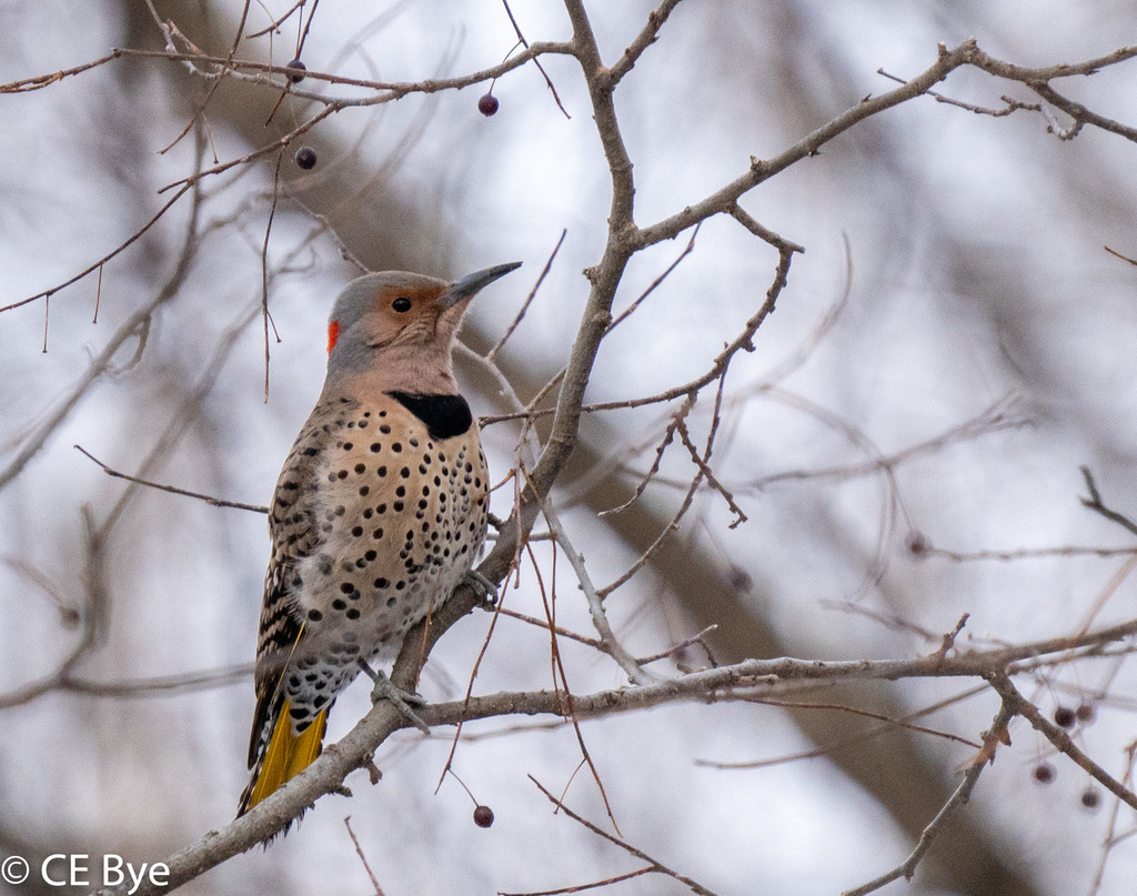 Northern Flicker from Frontenac, MN, USA on March 22, 2020 at 08:22 AM ...