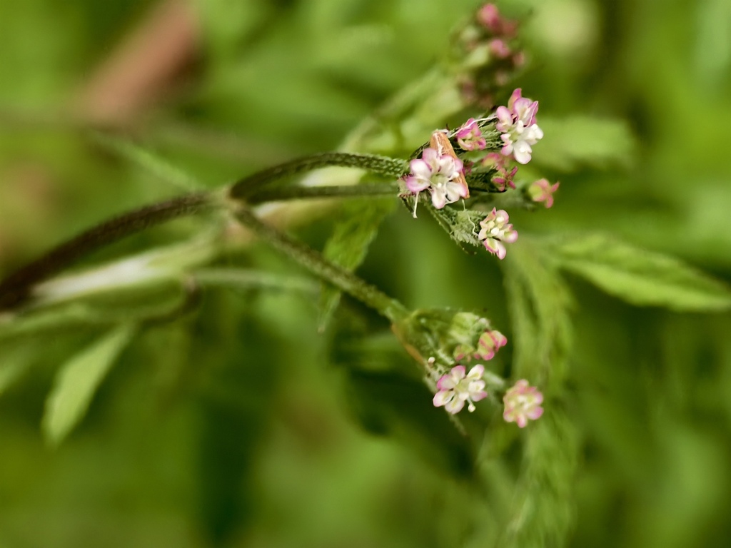 Torilis scabra from 江苏省苏州市吴中区水八仙生态文化园 on April 22, 2026 at 02:58 PM by ...