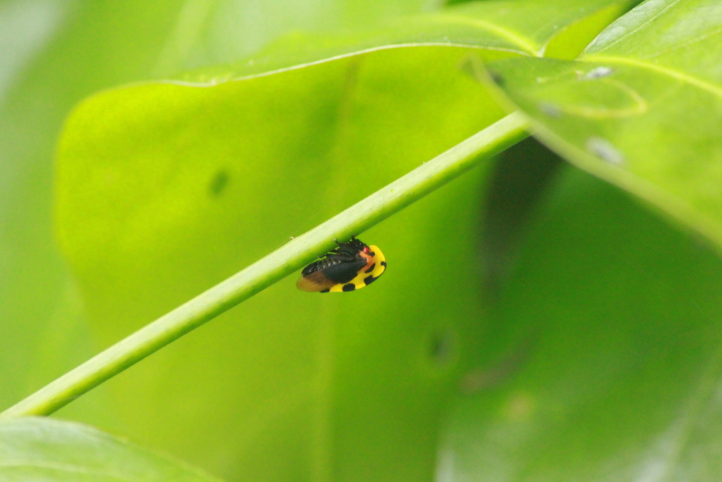 Mexican Treehopper from Jama, Ecuador on November 07, 2012 at 09:00 AM ...