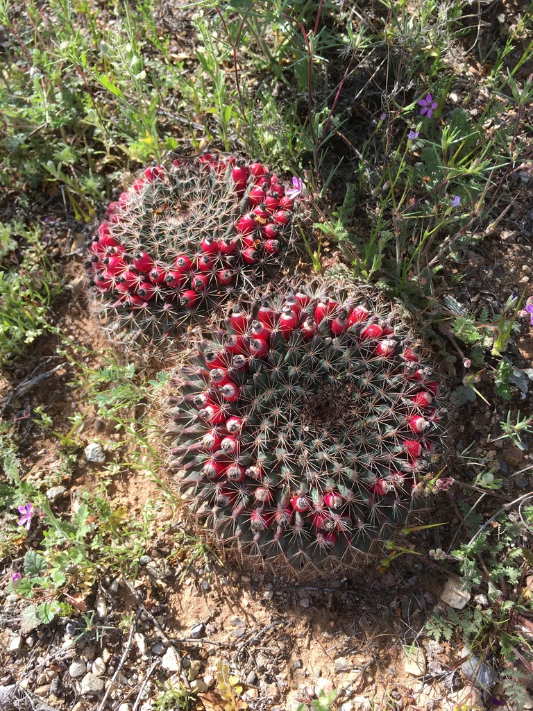 Mammillaria heyderi bullingtoniana in March 2020 by Cecelia Alexander ...