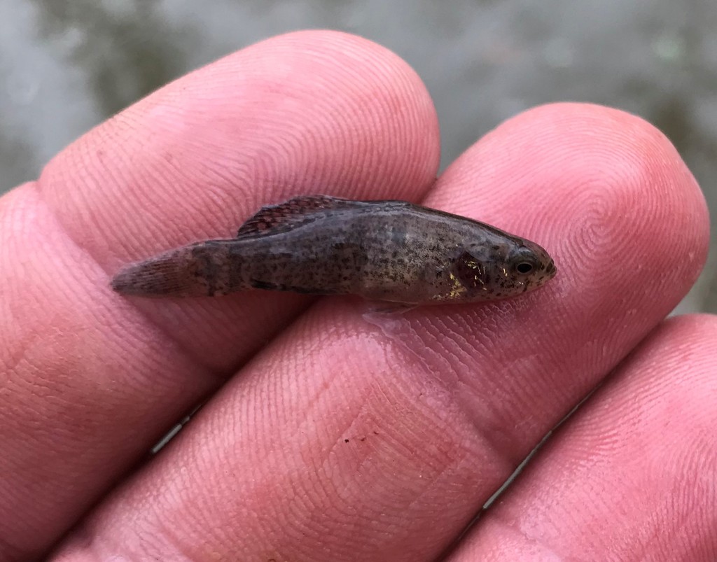 Banded Pygmy Sunfish from Tallatchee Creek, St. Hwy 41, Monroe County ...