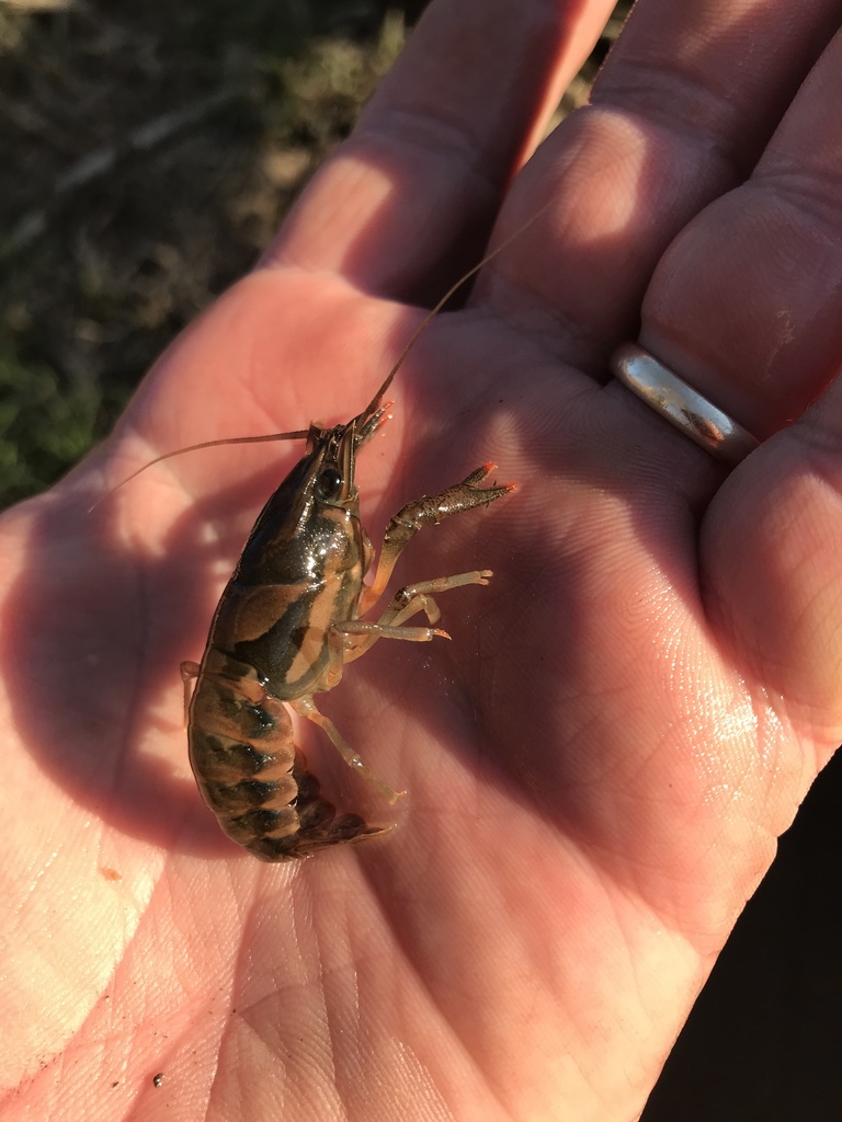 Sly Crayfish from Three Run Creek, Bowden Bridge Rd., Butler County, AL ...