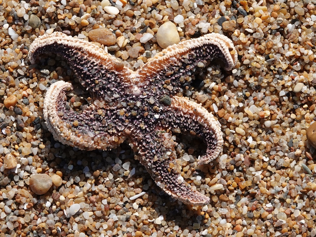 Common Sea Star from Vendée, Pays de la Loire, France on April 20, 2026 ...
