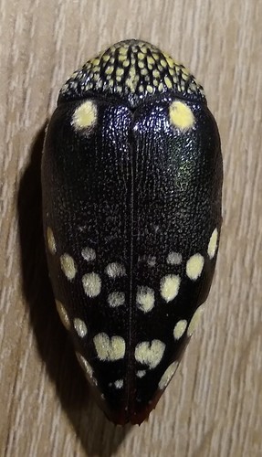 Subspecies Sternocera castanea boucardii · iNaturalist