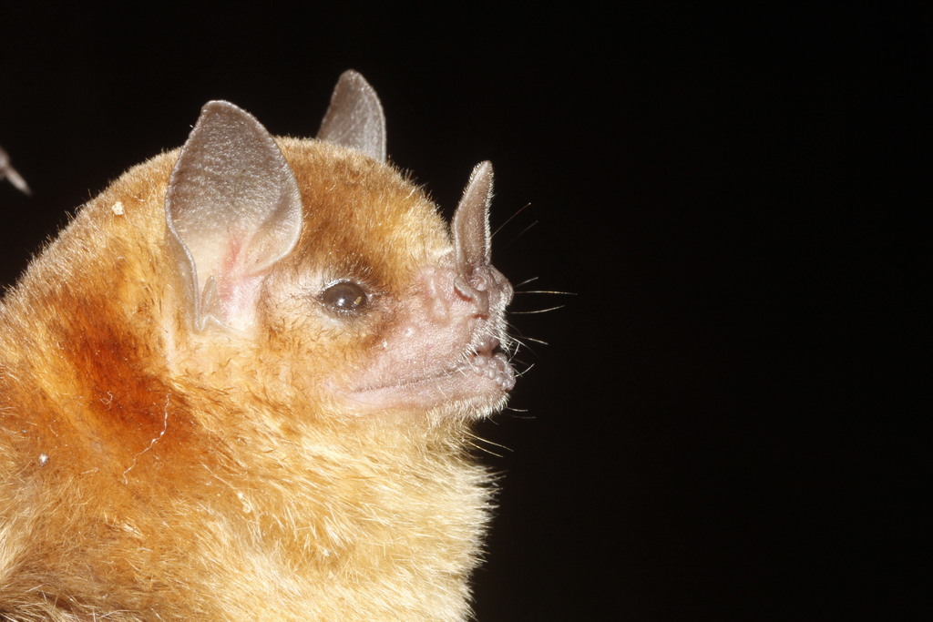 Northern Yellow-shouldered Bat (Sturnira parvidens) - Know Your Mammals