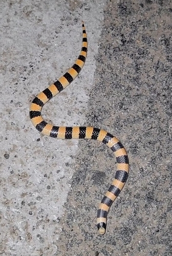 Colubrine Snakes (Colubrinae) - Snakes and Lizards