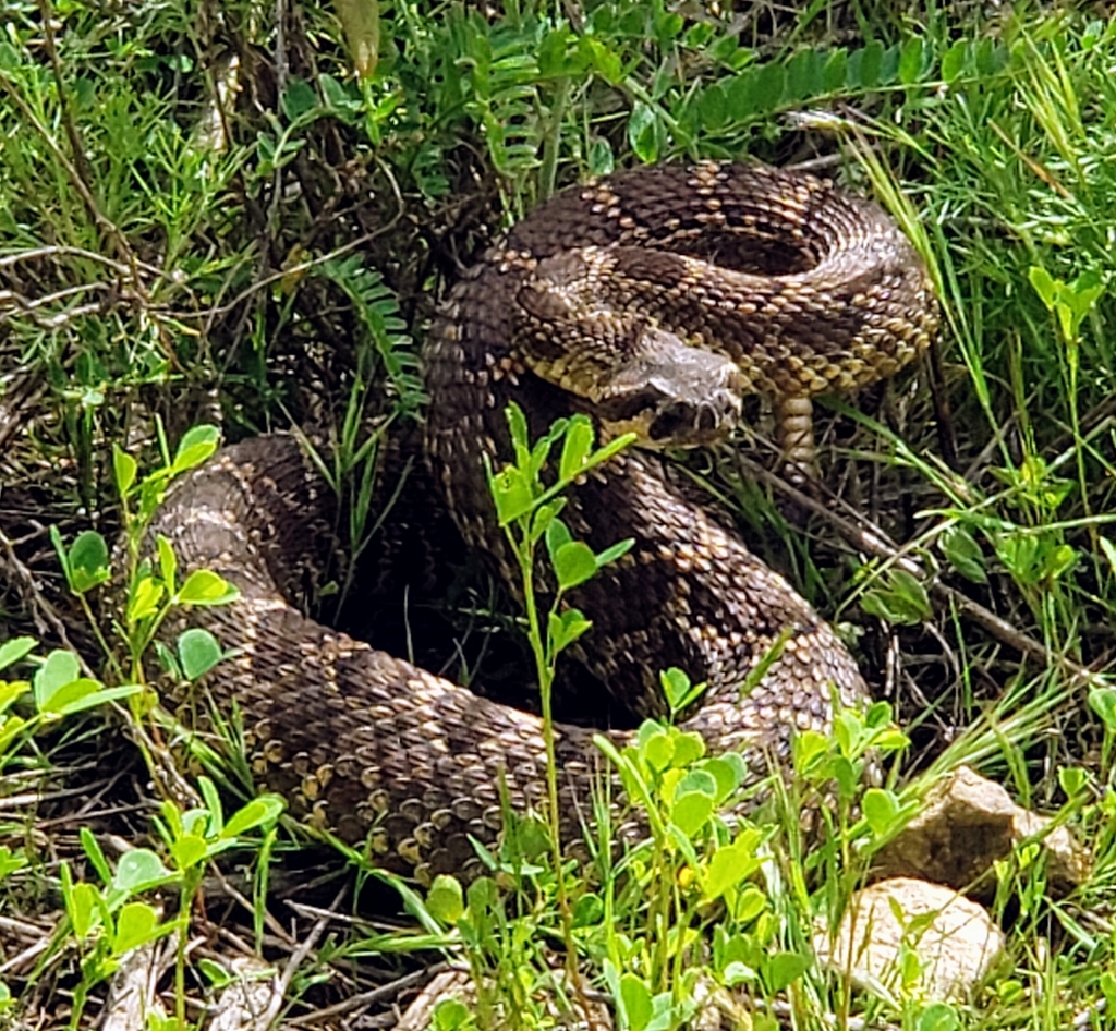 Southern Pacific Rattlesnake from Clairemont Mesa West, San Diego, CA ...