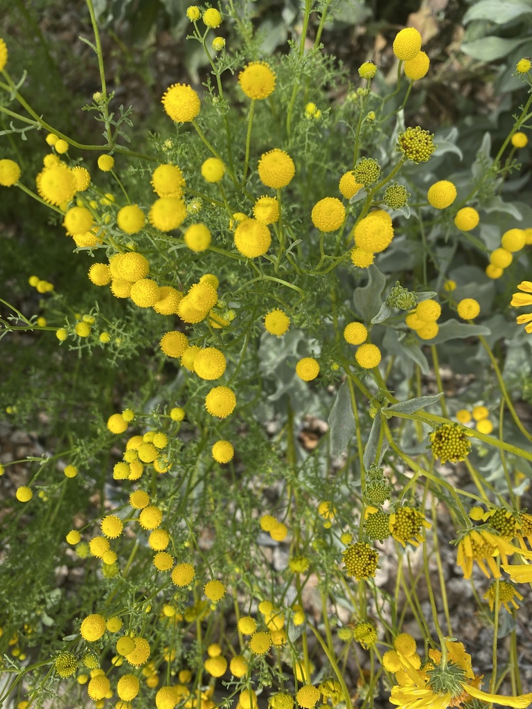 stinknet from E Mercer Ln, Scottsdale, AZ, US on March 22, 2020 at 03: ...