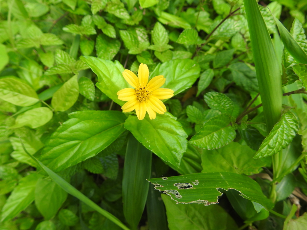 trailing daisy from Fonds-Saint-Denis, Martinique on June 04, 2019 at ...