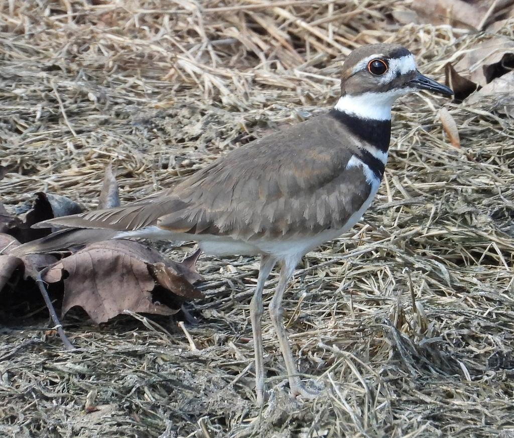 Killdeer from FDA Blvd, Silver Spring, MD, USA on April 22, 2026 at 04: ...