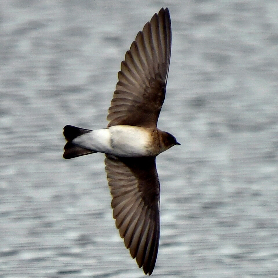 Northern Rough-winged Swallow (Birds of Rosewood Nature Study Area ...